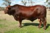 Belmont Red cattle for sale